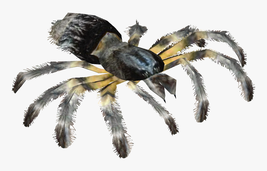 Tarantula, HD Png Download , Transparent Png Image - PNGitem