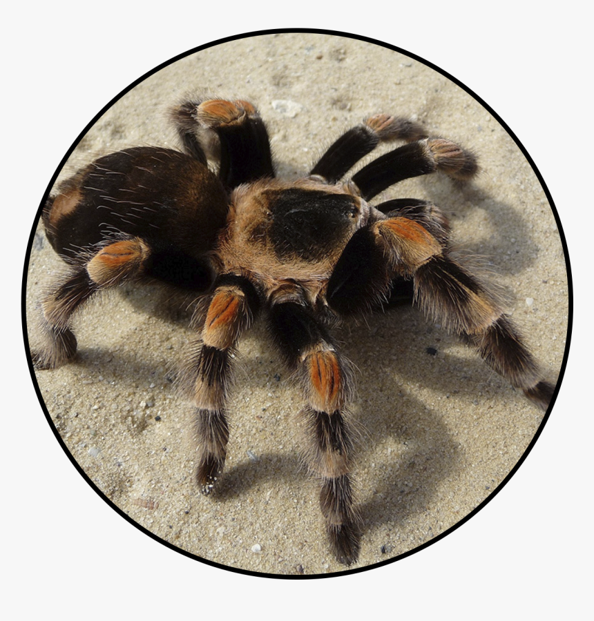 Tarantula, HD Png Download , Transparent Png Image - PNGitem