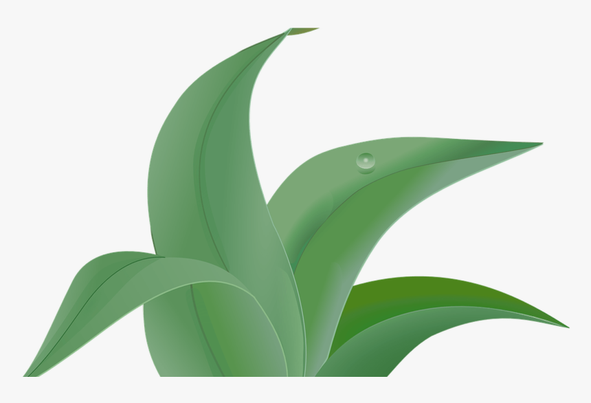 Weed Vector Graphics Pixabay Download Free Images - Leafy Plant Clipart ...