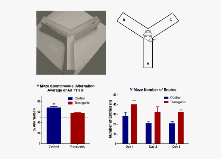 Y Maze Spontaneous Alternation - Y Maze Test Mice, HD Png Download ...