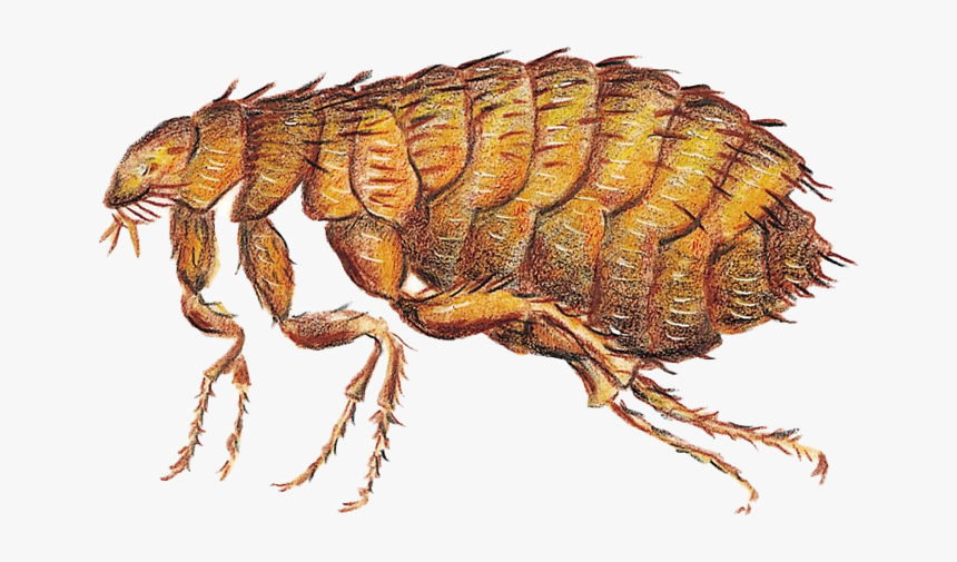 Flea Png Photos - Flea, Transparent Png , Transparent Png Image - PNGitem