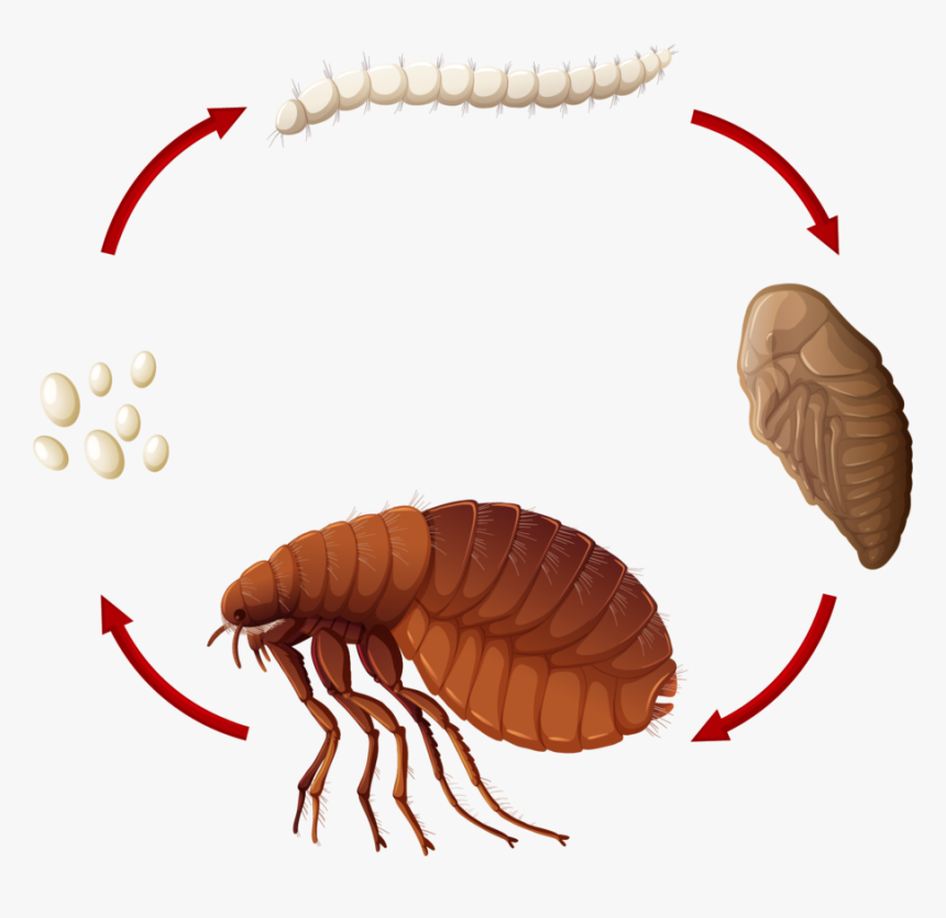 Flea Human, HD Png Download , Transparent Png Image - PNGitem