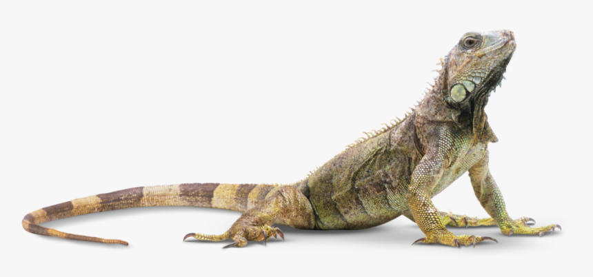 Head Clipart Iguana - Reptile Png, Transparent Png , Transparent Png ...