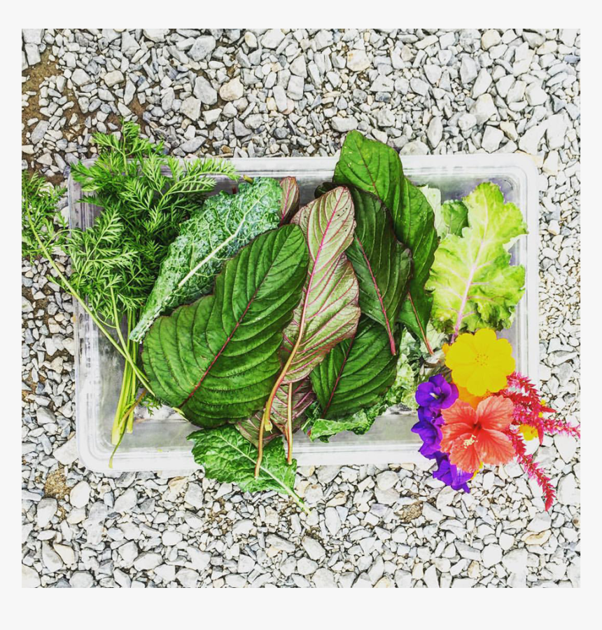 Greens Rincon Puerto Rico Garden Smoothies Juices Healthy - Bouquet, HD ...