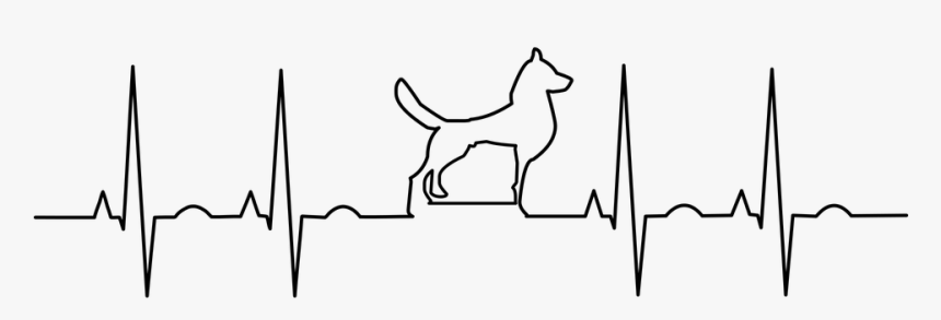 Animal Ekg, HD Png Download , Transparent Png Image - PNGitem