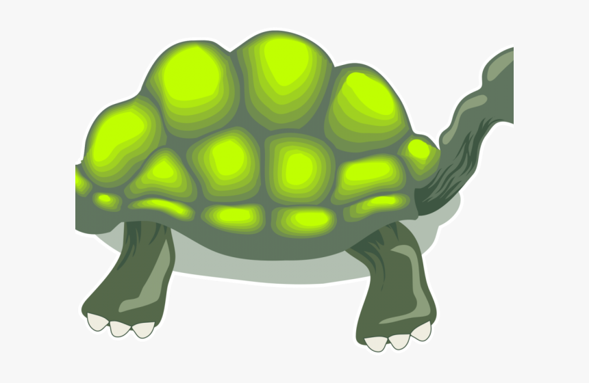 Tortoise Clipart Box Turtle - Turtle, HD Png Download , Transparent Png ...