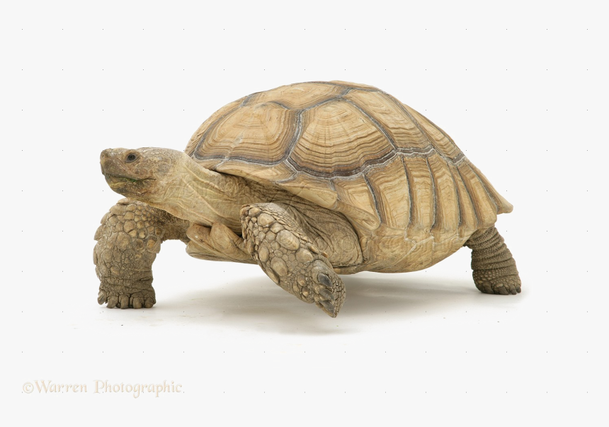 Desert Tortoise Drawing