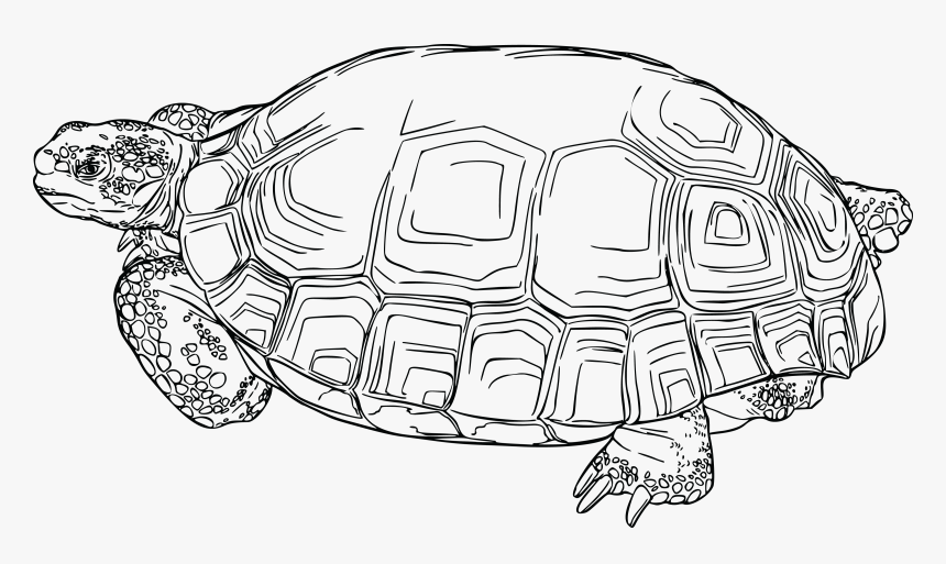This Free Icons Png Design Of Desert Tortoise , Png - Desert Tortoise ...