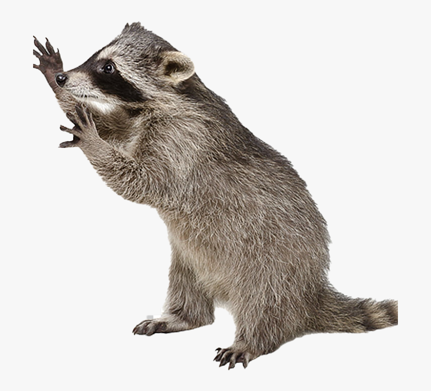 Raccoon Png Photo Image - Raccoon Transparent Background, Png Download ...
