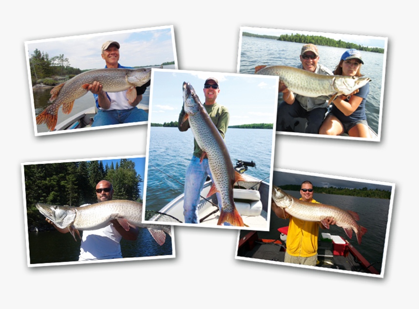 Pull Fish Out Of Water, HD Png Download , Transparent Png Image - PNGitem