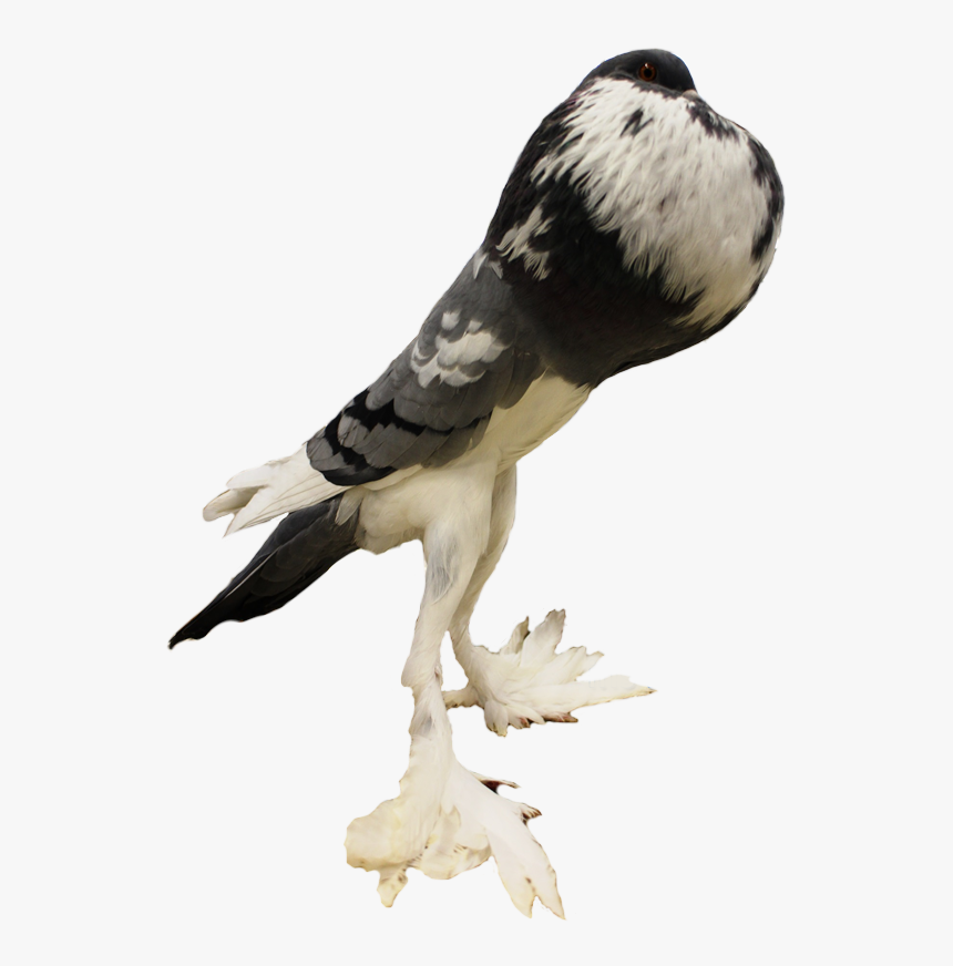 Pouter Pigeon Silhouette