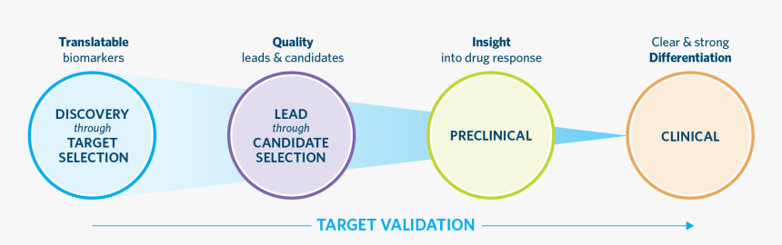 Pharma-biotech Drug Continuum Web Graphic Transparent - Circle, HD Png ...