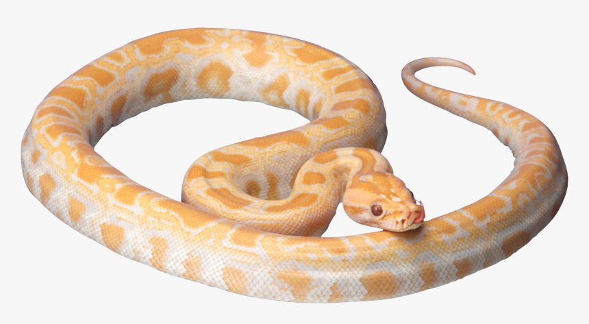 Yellow Snake Png Image, Transparent Png , Transparent Png Image - PNGitem