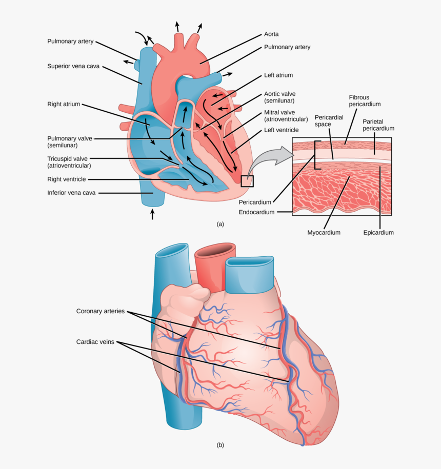 Image - Capillary In The Heart, HD Png Download , Transparent Png Image ...