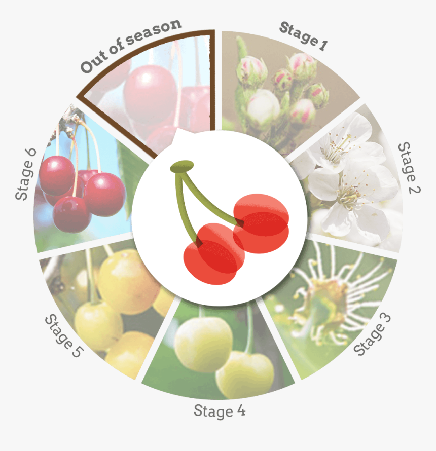Cherry Wheel Out Of Season, HD Png Download , Transparent Png Image ...