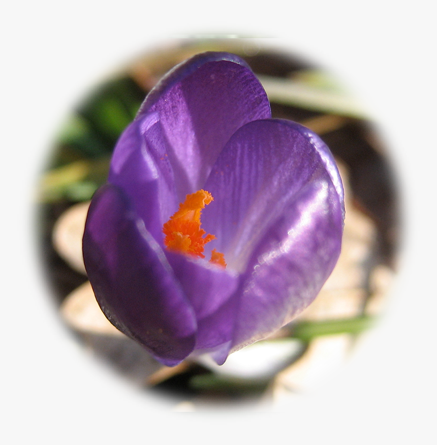 Crocus Png, Transparent Png , Transparent Png Image - PNGitem