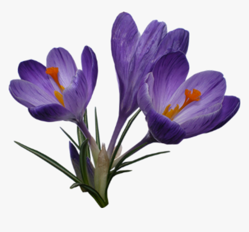 Free Png Crocus Png Images Transparent - Crocus Png, Png Download ...