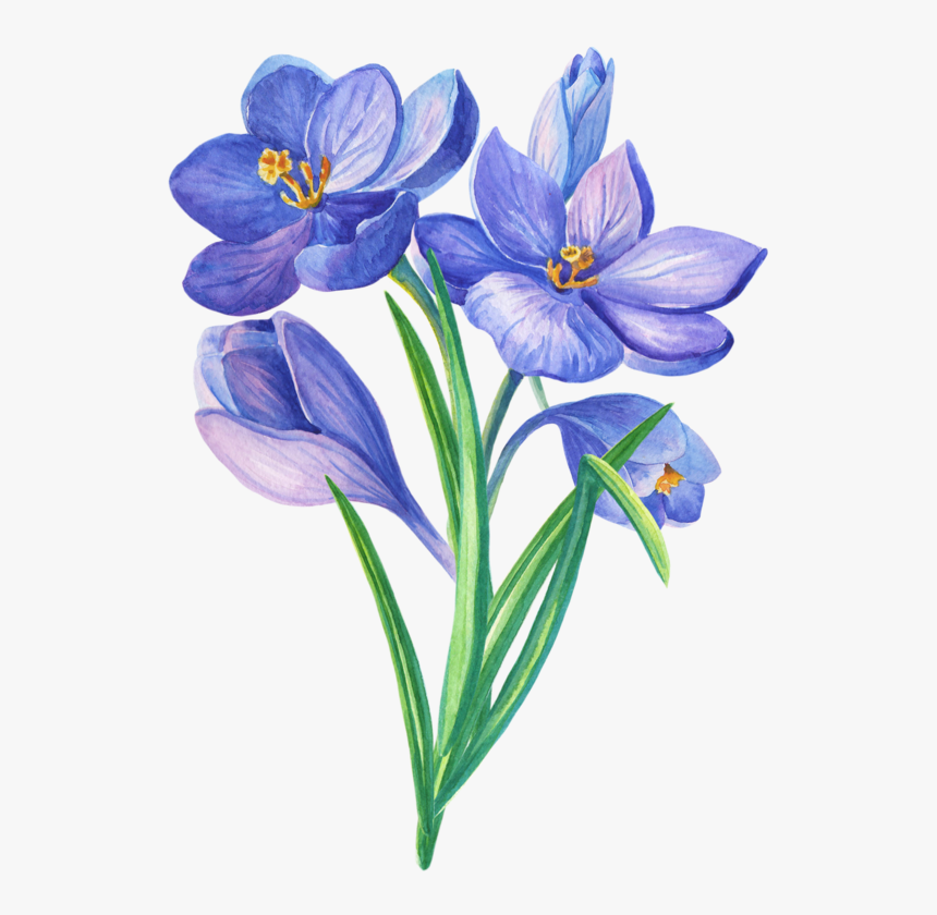 Crocus - Blue Botanical Flower Drawings, HD Png Download , Transparent ...