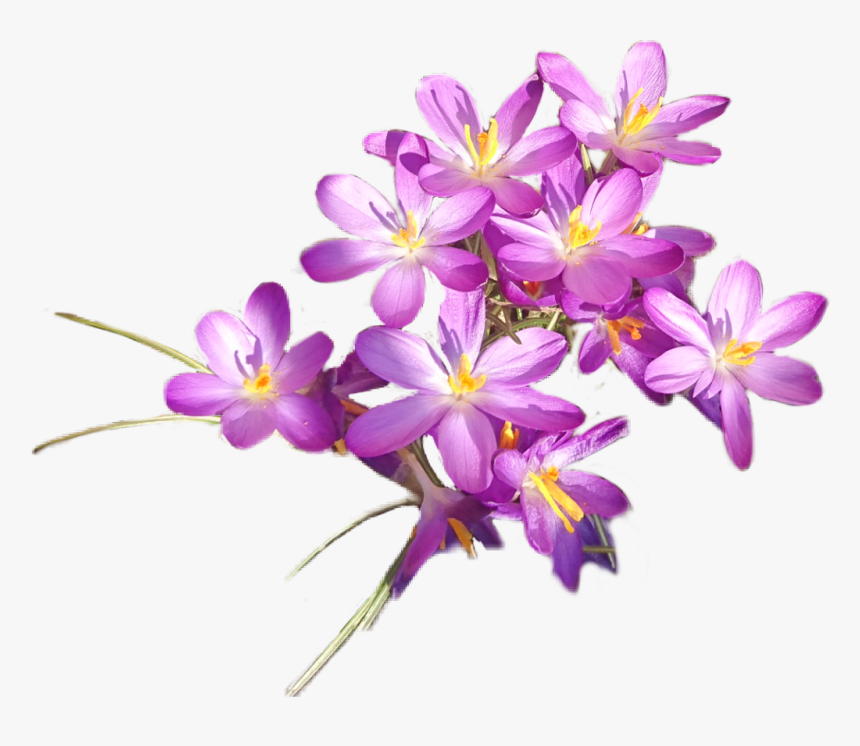 #crocus - Tommie Crocus, HD Png Download , Transparent Png Image - PNGitem