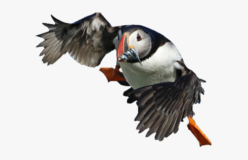 Puffin Transparent