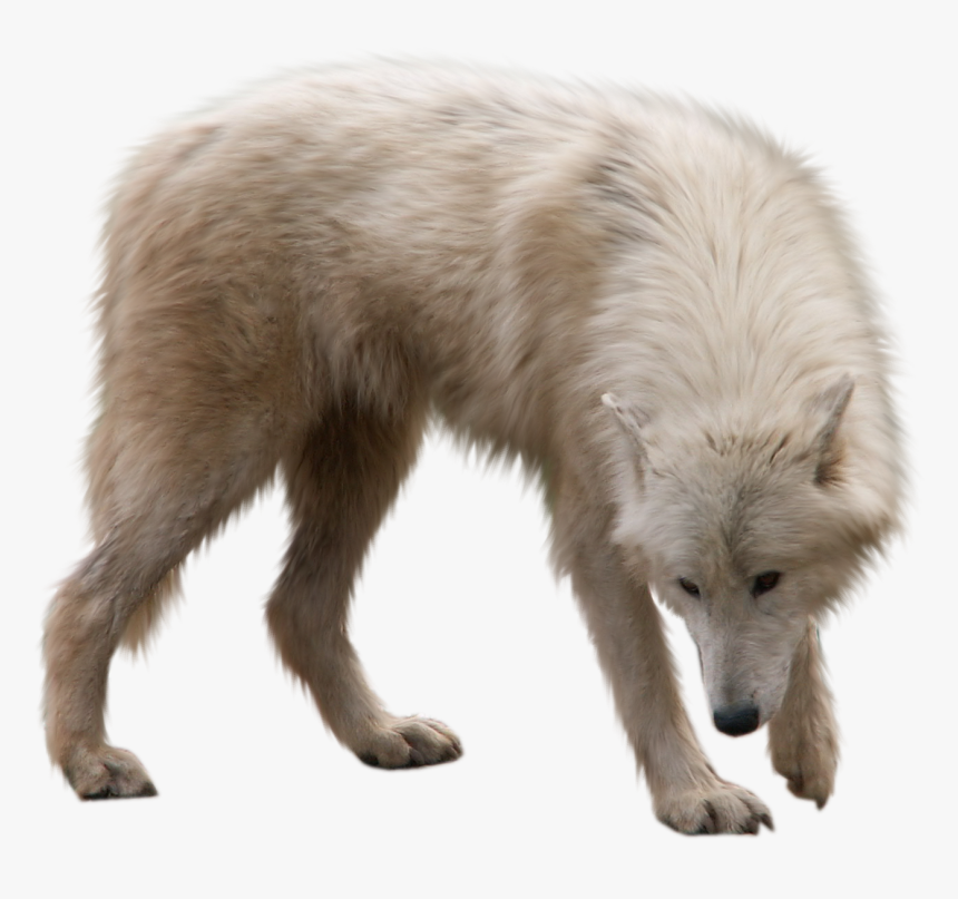 Transparent Wolf Cub Clipart - Wolf Pup With Transparent Background, HD ...