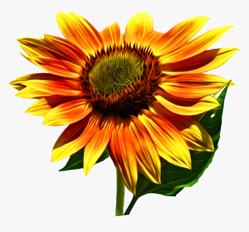 Transparent Flower Petals Falling Png - Fall Pictures September Png ...