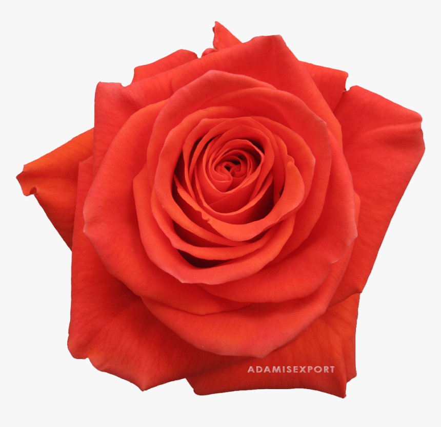 Cayenne Roses, HD Png Download , Transparent Png Image - PNGitem