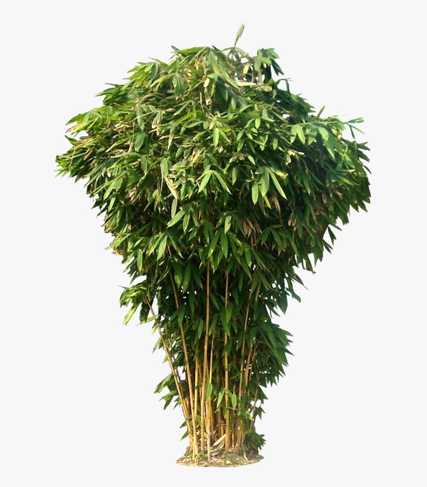 Bamboo Tree Png - Hd New Png Background, Transparent Png , Transparent ...