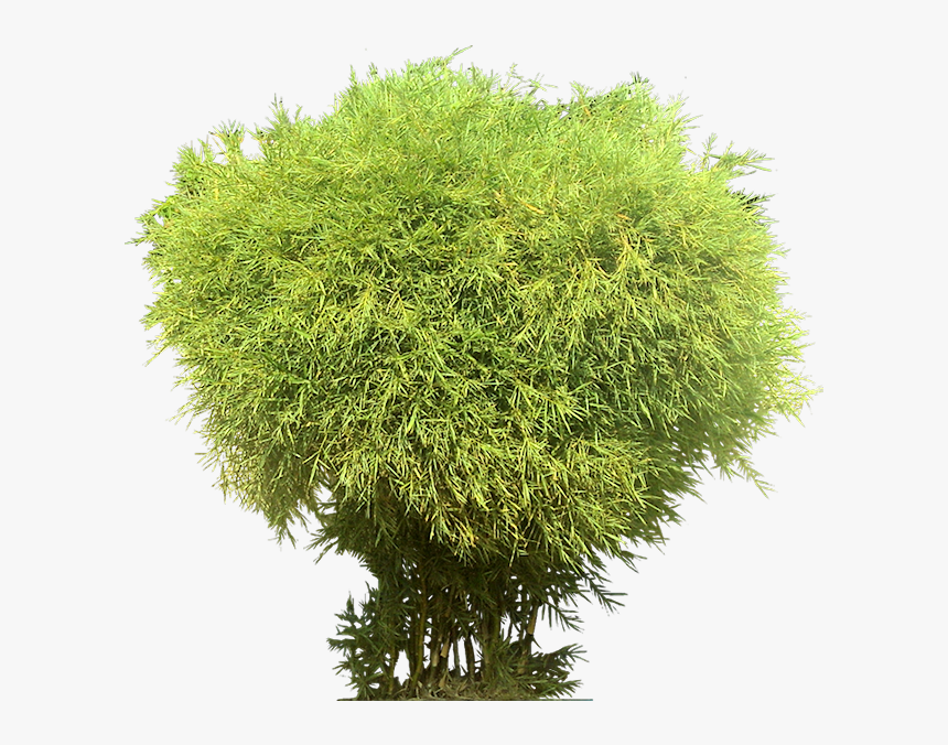 Tree Png Bamboos - Transparent Background Bamboo Png, Png Download ...