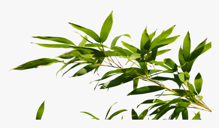 Bamboo Tree Top View Png, Transparent Png , Transparent Png Image - PNGitem