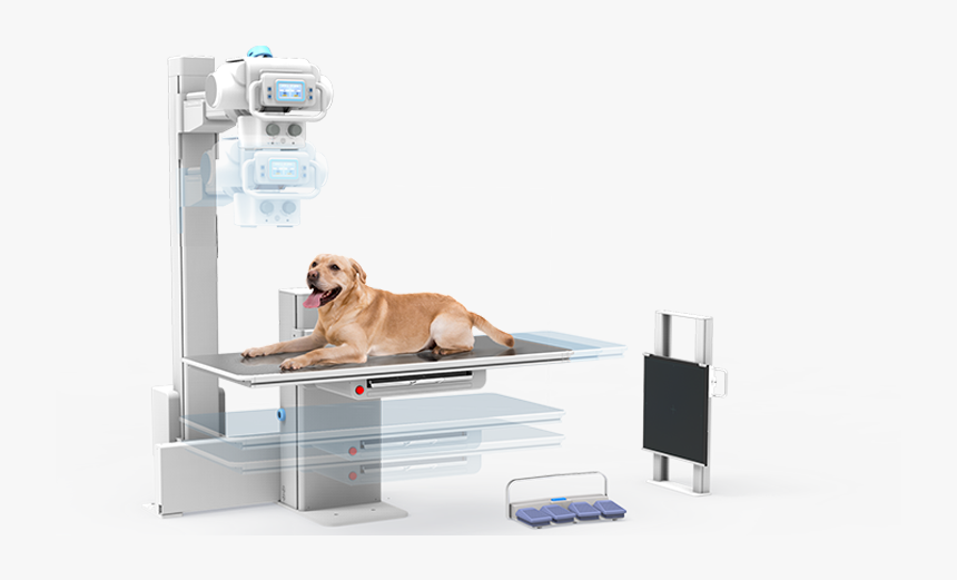 Dog X Ray Machine, HD Png Download , Transparent Png Image - PNGitem