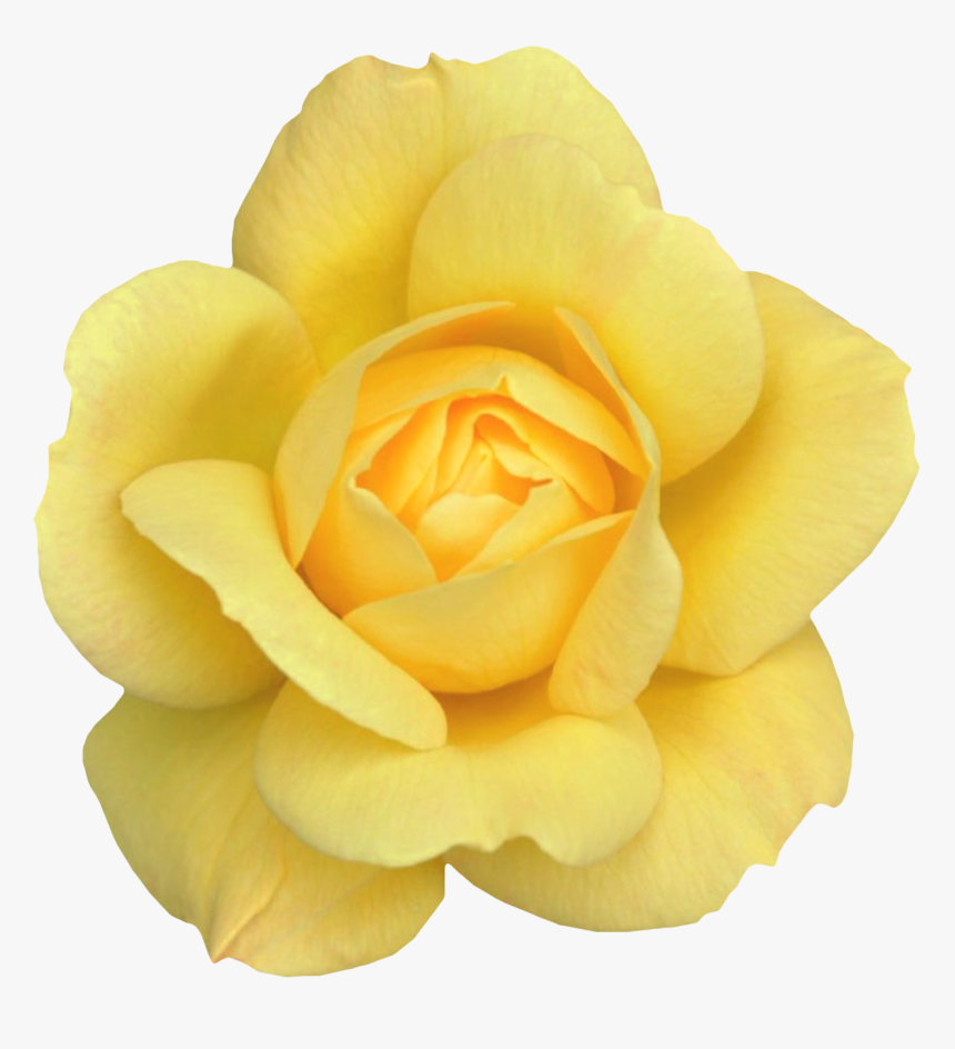 Light Yellow Rose Background