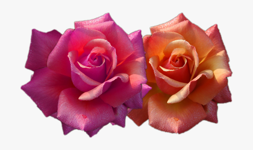 Realistic Flower Clip Art, HD Png Download , Transparent Png Image ...