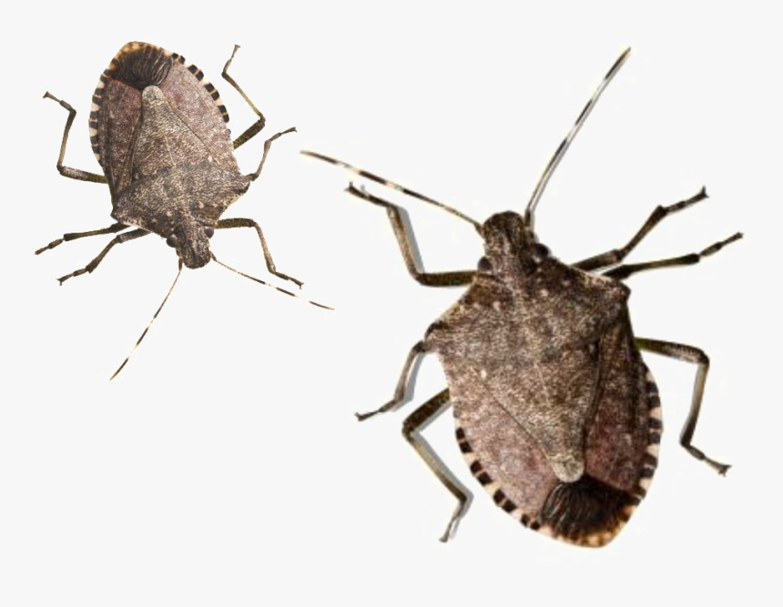 Stink Bug Png Pic - Stink Bugs Png, Transparent Png , Transparent Png ...