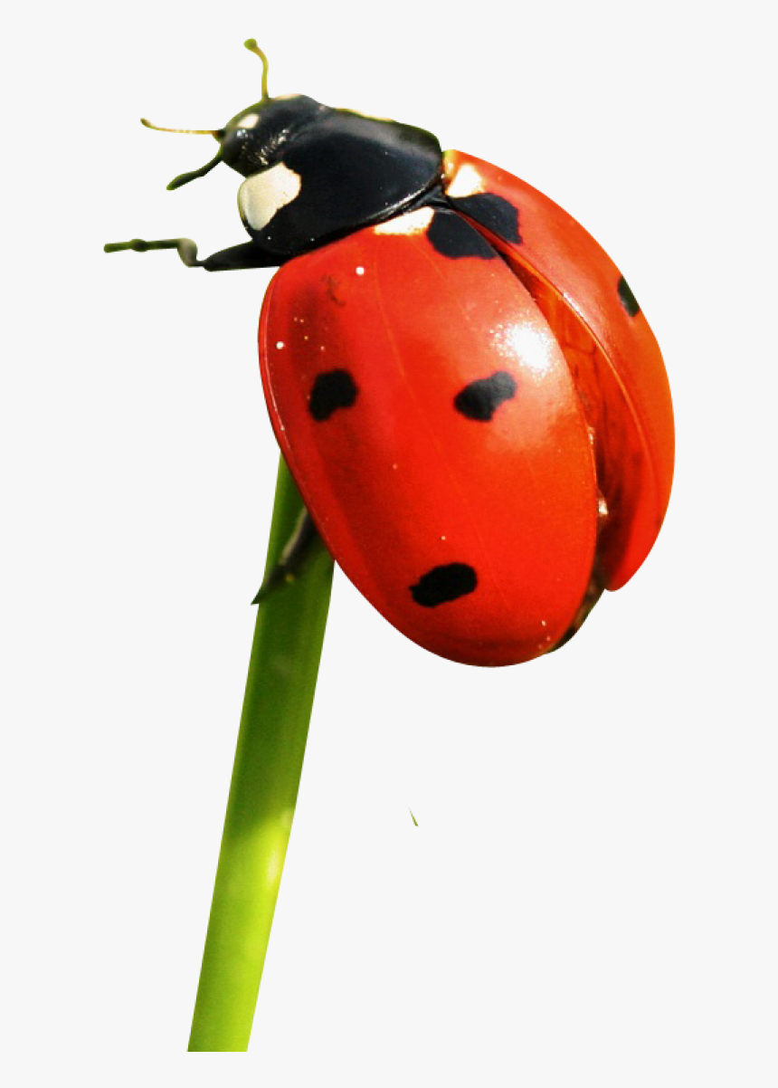 Ladybug Png Image - Ladybug Png, Transparent Png , Transparent Png ...