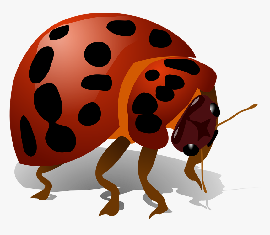 Bug Clip Art, HD Png Download , Transparent Png Image - PNGitem