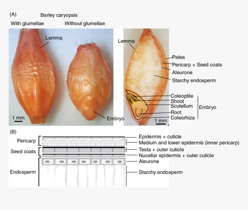 Barley Seed Structure, HD Png Download , Transparent Png Image - PNGitem