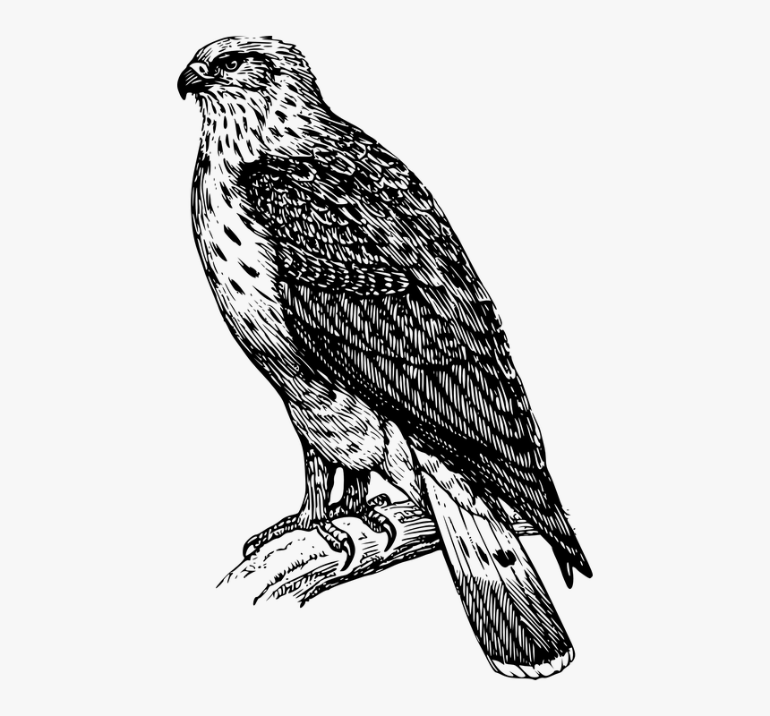 Buizerd Tekening, HD Png Download , Transparent Png Image - PNGitem