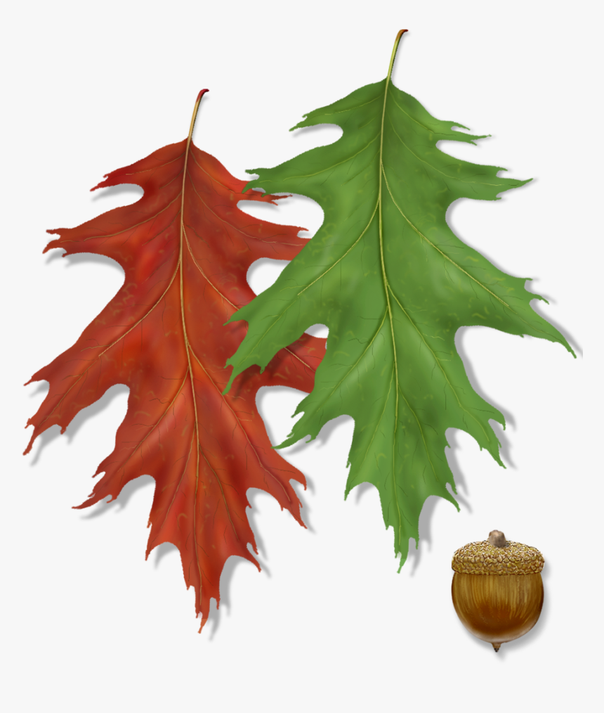 Northern Red Oak Leaf With Acorn, HD Png Download , Transparent Png ...