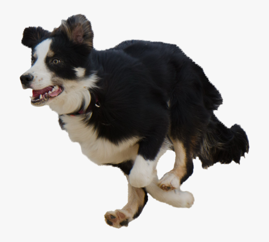 Dog Running Transparent Background, HD Png Download , Transparent Png ...