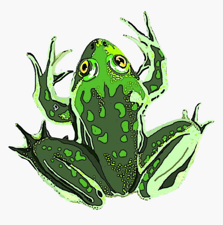 Paradox Frog Clipart , Png Download, Transparent Png , Transparent Png ...