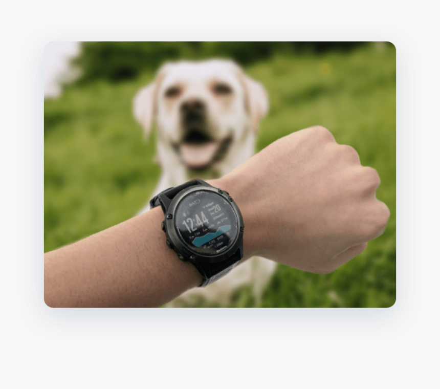 Photo Of Garmin Watch With A Dog - Labrador Retriever, HD Png Download ...