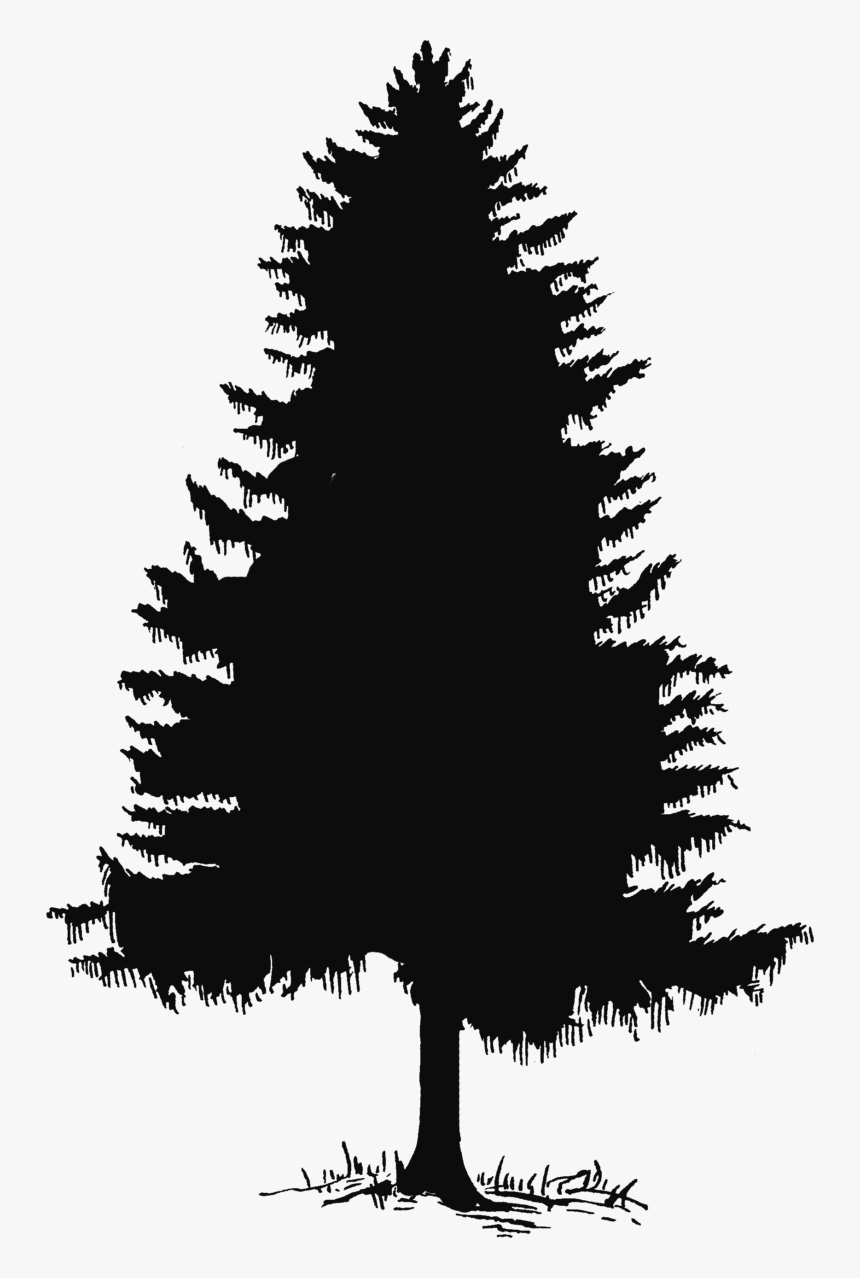 Cedar Tree Clip Art, HD Png Download , Transparent Png Image - PNGitem