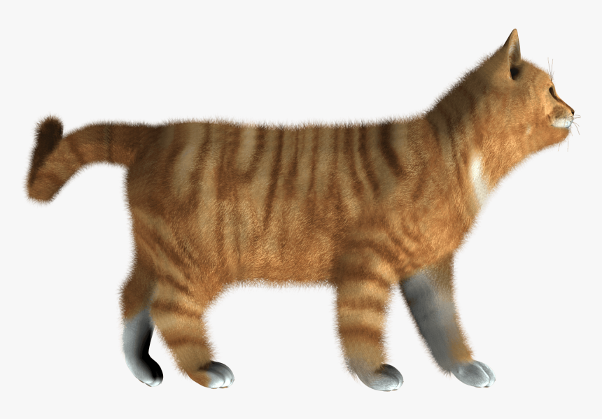 Cat Png Image Kitten Png - Cat Side View Transparent, Png Download ...