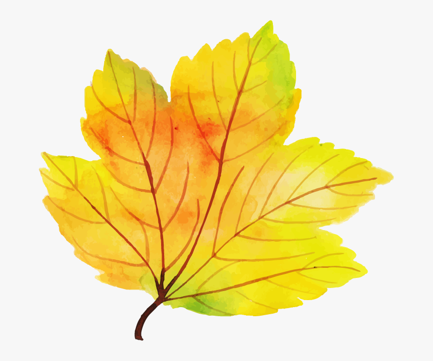 Maple Leaf, HD Png Download , Transparent Png Image - PNGitem