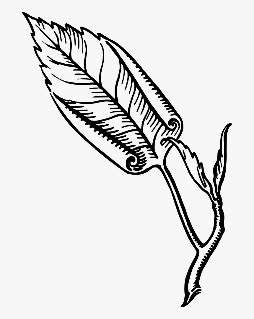 Involute Leaf - Clip Art, HD Png Download , Transparent Png Image - PNGitem