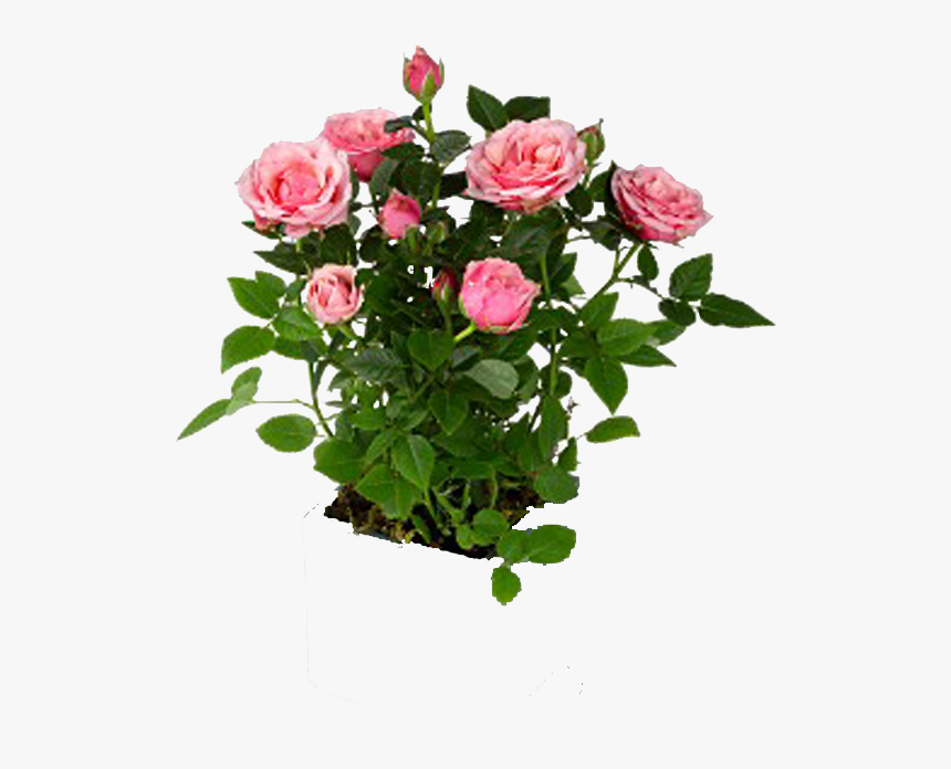 Mini Rose Plant, HD Png Download , Transparent Png Image - PNGitem