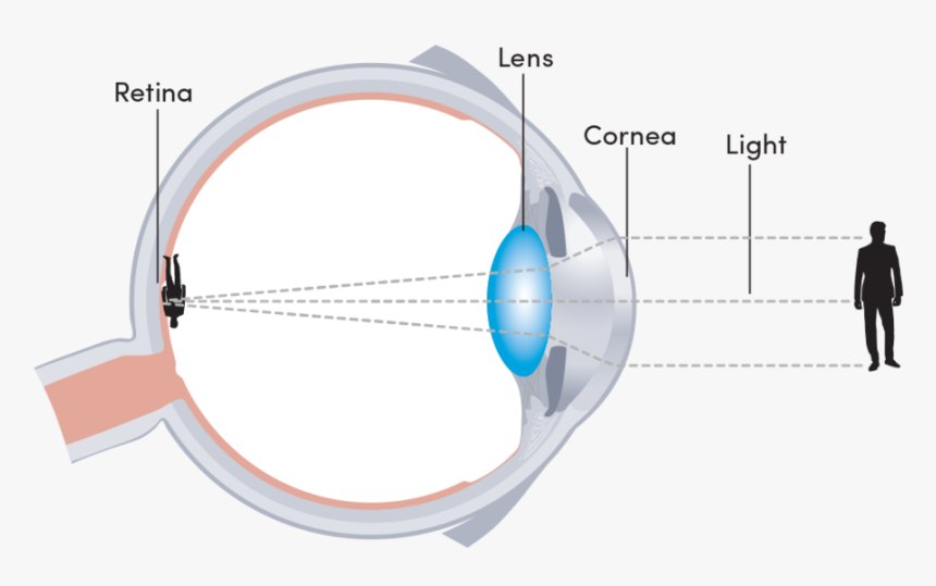 Emmetropia Of The Eye - Circle, HD Png Download , Transparent Png Image ...