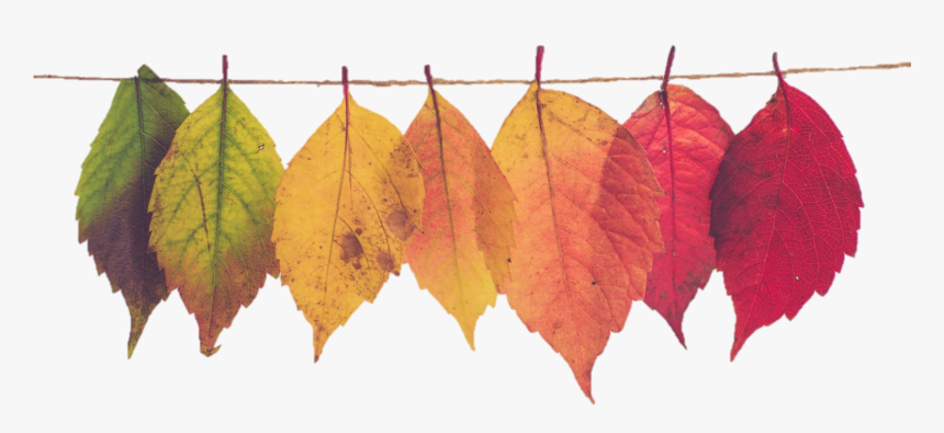 Transparent Fall Leaf Banner, HD Png Download , Transparent Png Image ...