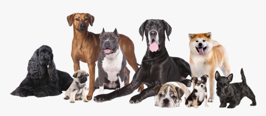 Picture Of A Group Of Clean And Happy Dogs After They - Group Of Happy ...